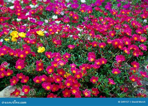 Pink Garden Flowers Stock Image Image Of Fragrant Blossoms 349157