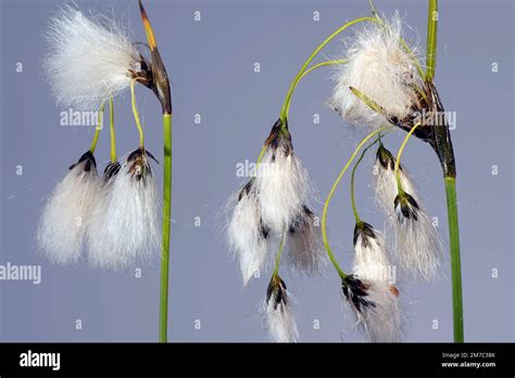 Common Cotton Grass Narrow Leaved Cotton Grass Eriophorum