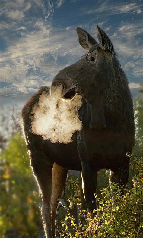 Mama Moose Photograph By Phil And Karen Rispin Fine Art America