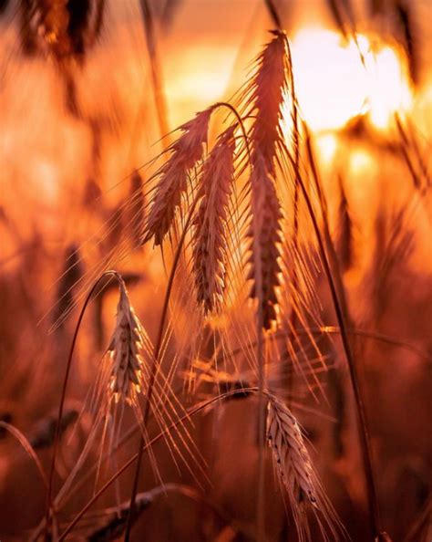 Record Grain Output In China Xtra Food Magazine
