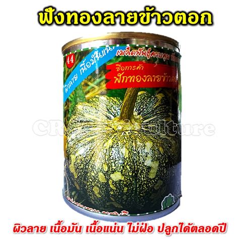 เมล็ดพันธุ์ฟักทอง ฟักทองลายข้าวตอก ฟักทอง เมล็ดผัก เมล็ดฟักทองข้าวตอก