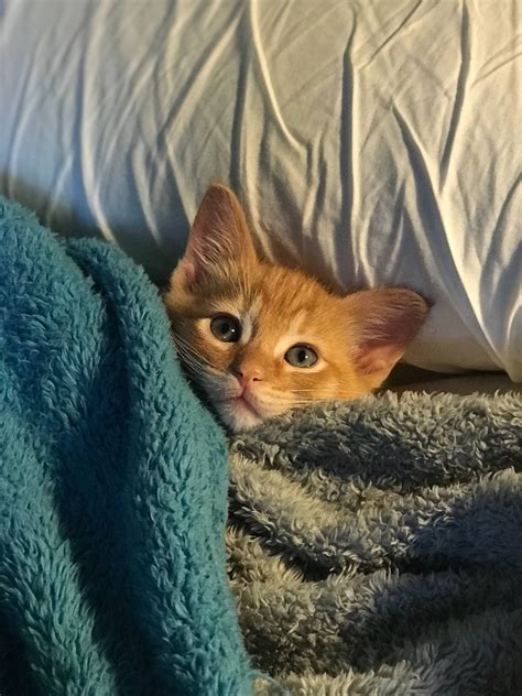 Full Snugs Tuckedinkitties