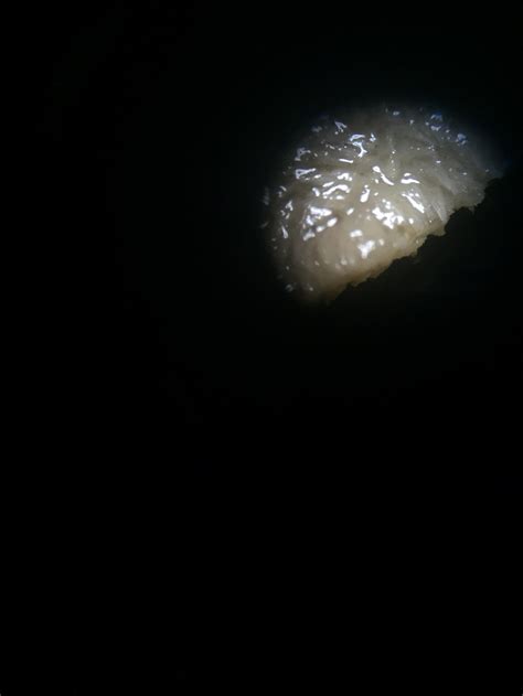 Sponge Dissection Lab Stem Marin Portfolio Katie