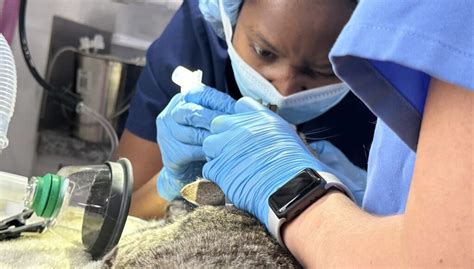 All Aboard The Nc State Mobile Veterinary Hospital Veterinary