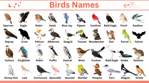 Birds Names In English With Infographics Englishan