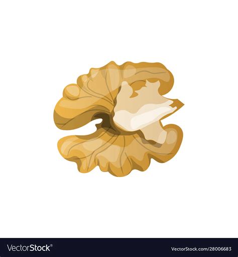 Walnut Kernel Isolated On White Background Vector Image