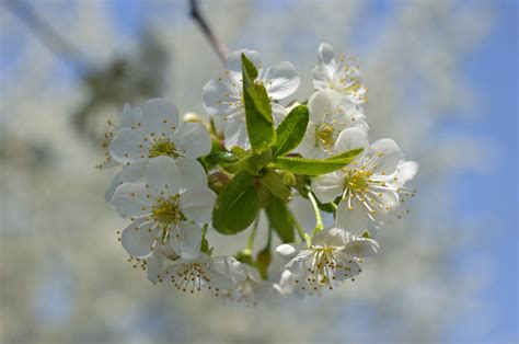 Fondos De Pantalla 6016x4000 Px Naturaleza Flores Blancas 6016x4000