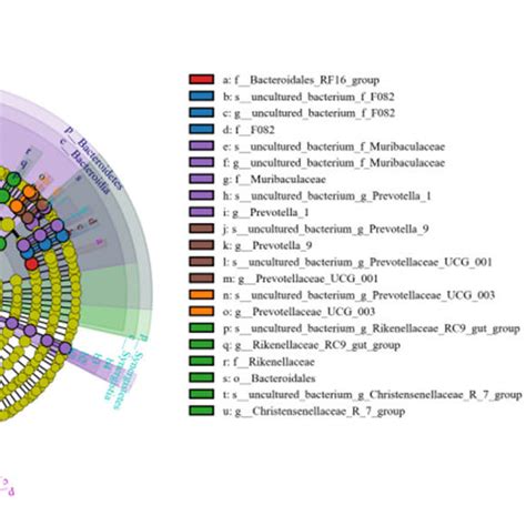Lefse Analysis Evolutionary Branch Diagram Download Scientific Diagram