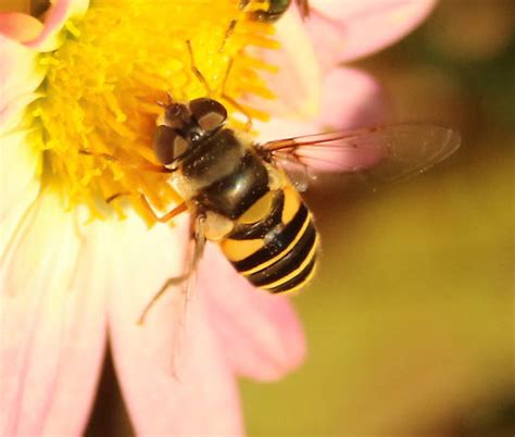 Syrphid Fly Eristalis Transversa Bugguide Net