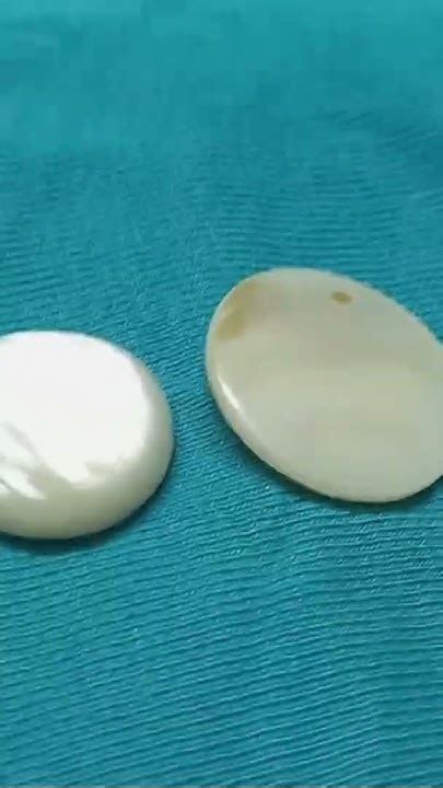 صدف نادر مصقول من البحر الاحمر Youtube