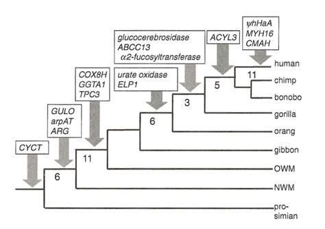 Pseudogenes Great Evidence For Evolution