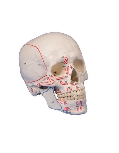 Erler Zimmer Cranio Modello Classico Con Inserzioni Dei Muscoli Scompon