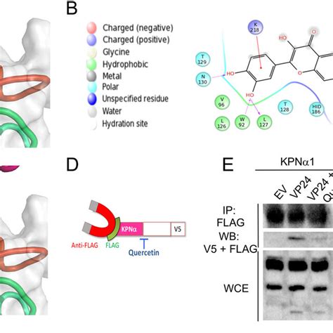 A Three Dimensional Representation Of The Putative Binding Mode Download Scientific Diagram