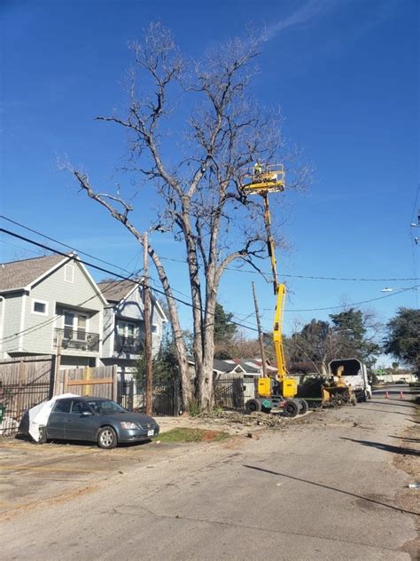 Important Things To Consider About Tree Removal Texas Tree Team Houston Tree Service