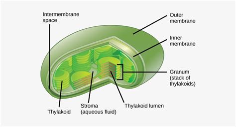 Chloroplast In Leaves