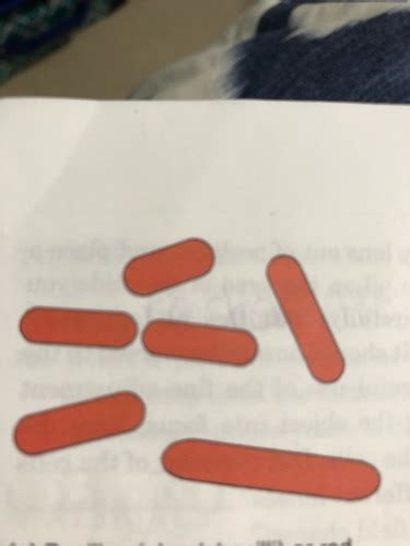 Midterm Microbiology Lab Flashcards Quizlet