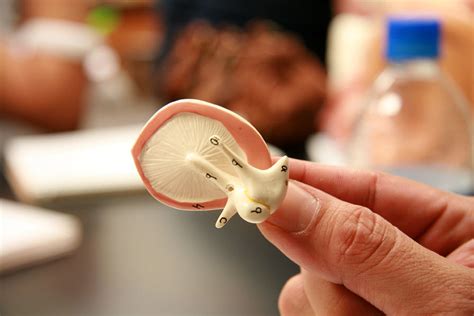 Malleus Incus Stapes Astonishingceiyrs