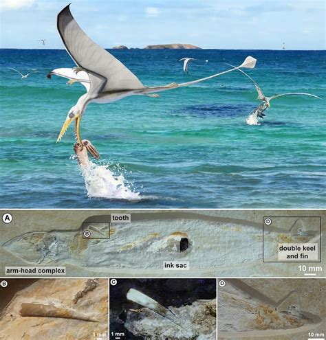 Rhamphorhynchus Muensteri Carnivora