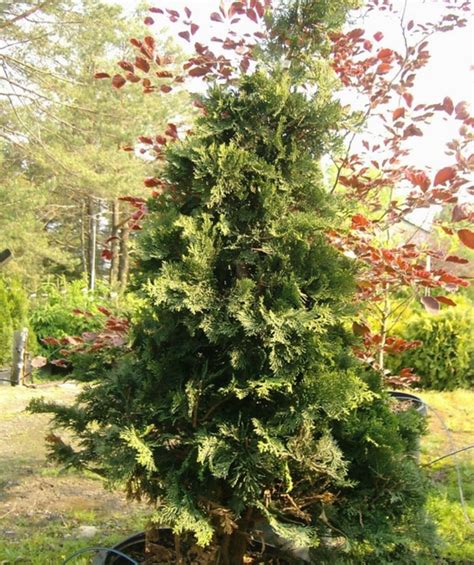 Compact Hinoki Cypress Bower And Branch