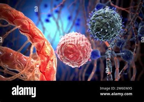 Cd4 T Cell Stock Videos And Footage Hd And 4k Video Clips Alamy