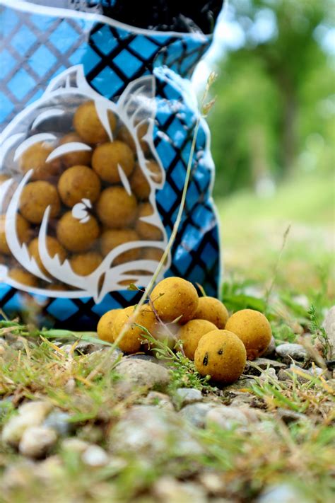 Catania Silurosilurusglanisanglersbigriver Facebook