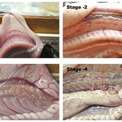 Stages Of Male Sexual Maturation See Table 1 Download Scientific
