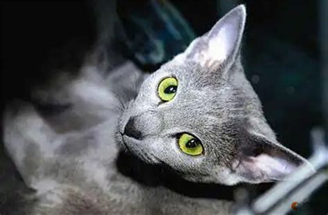 俄罗斯蓝猫8000元贵吗 唯宠网