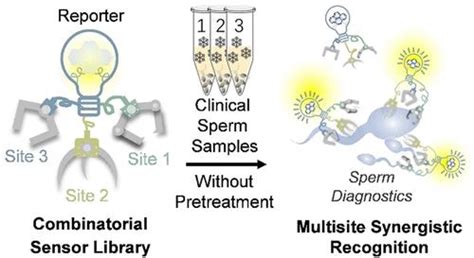 Combinatorial Library Screened Array For Rapid Clinical Sperm Quality Assessmentanalytical
