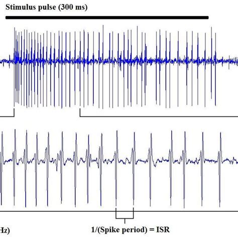 1 Sample Echolocation Call Phases For A Frequency Modulated Fm