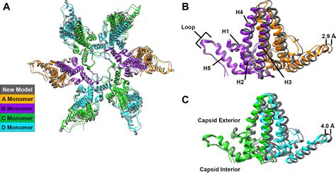Hepatitis G Virus Structure