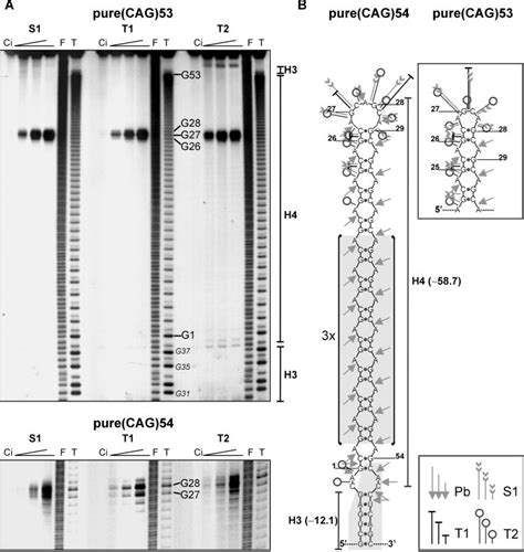 Long Pure Cag Repeat Tracts Of Mutant Sca1 Transcripts Form Clamped