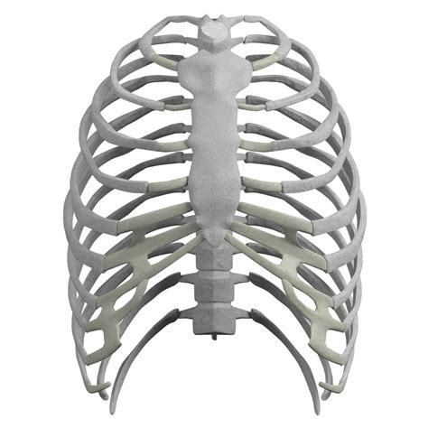 Anatomy Human Rib Cage By FrancescoMilanese85 3DOcean