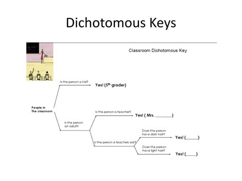 Ppt Dichotomous Keys Powerpoint Presentation Free Download Id 2741166