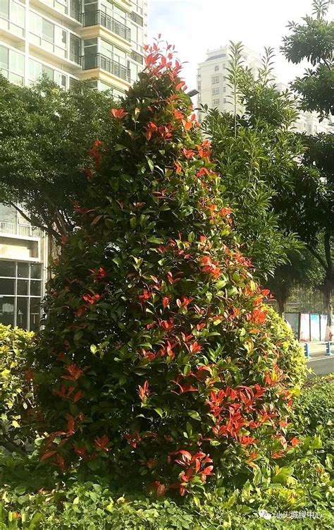 红磷蒲桃 红枝蒲桃 白磷和红磷 第5页 大山谷图库