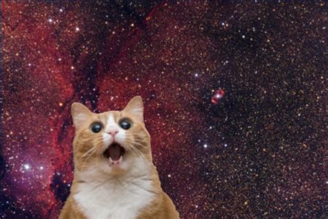 Cat Meme Templates Imgflip