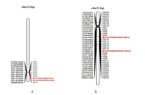 Physical Maps Of Indel Markers Linked To Fruit Shape A And Download Scientific Diagram