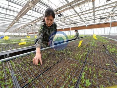 Quality Automated Nursery Equipment Greenhouse Application Display