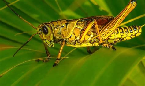 Should You Kill Lubber Grasshoppers The Garden Bug Detroit