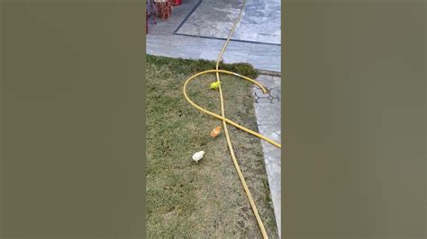 Mr Peela Choocha 007 Youtube