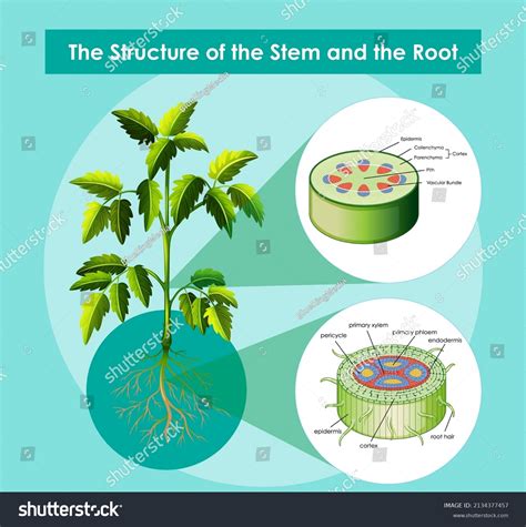 Diagram Showing Structure Stem Root Illustration Stock Vector Royalty Free