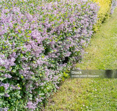 Syringa Meyeri 녹색 울타리 질감 배경 한국 라일락 또는 난쟁이 라일락 꽃 패턴 녹색 보라색 식물 수수꽃다리속에 대한