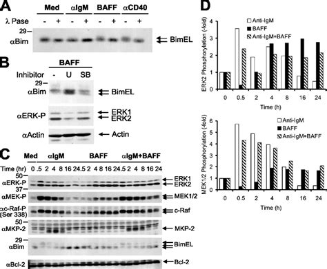 BAFF Induces Bim Phosphorylation Via Sustained Activation Of The