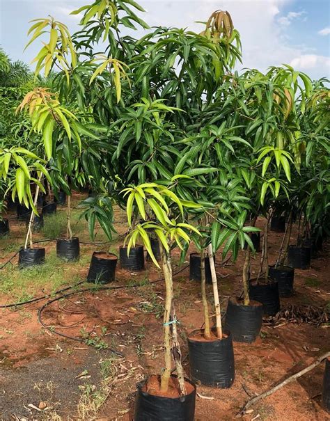 Live Plants Full Sun Exposure Mango Plant For Fruits At ₹ 600piece In