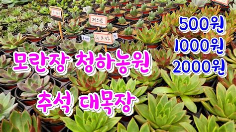 성남모란장 청하농원 추석 대목장 섰어요브라질리언 누다 천대전송 블루엘프 소송록 루비틴트 퍼플딜라이트 라울