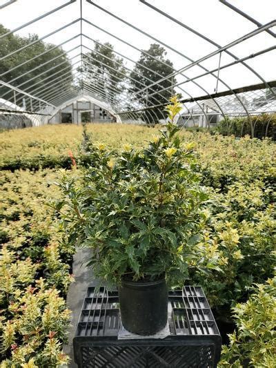 Holly Osmanthus Osmanthus Heterophyllus Goshiki Courville Nurseries