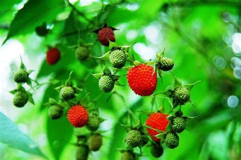 Sapinit Or Philippine Wild Raspberry Tropical Fruits Fruit Flora