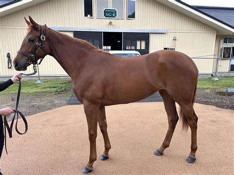 【jra新馬戦】gi馬ダノンザキッドの全妹ラヴァブルなどがデビュー 競馬ニュース Netkeiba
