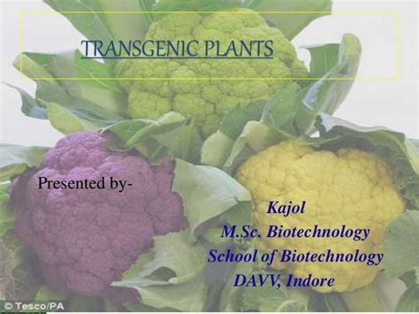 Transgenic Plants Ppt