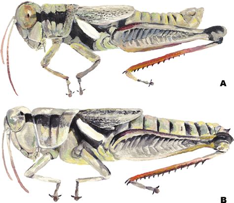 Habitus Illustrations Of The Melanoplus Discolor Group A Male B Female