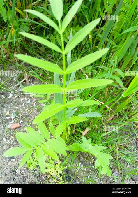 Greater Water Parsnip Sium Latifolium Stock Photo Alamy